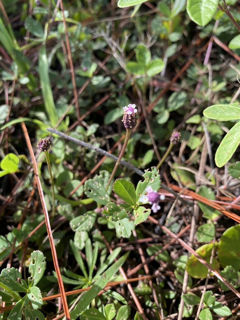 turkey tangle frogfruit from Tour Trace, Land O Lakes, FL, US on August ...