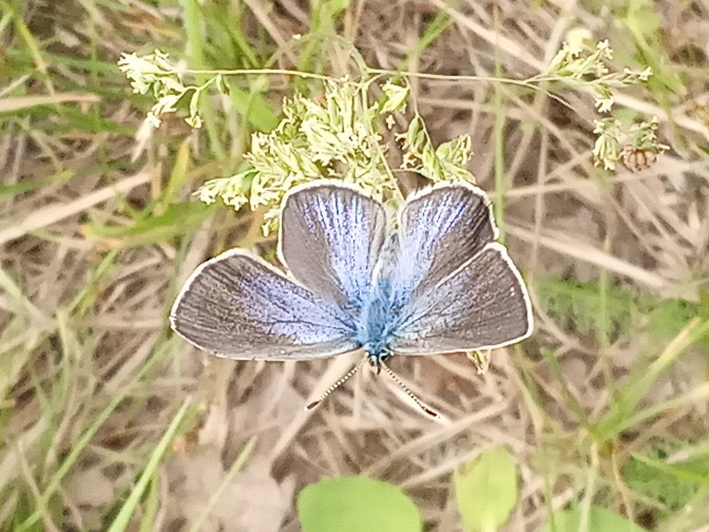 Green-underside Blue from Рыбинский р-н, Ярославская обл., Россия on ...