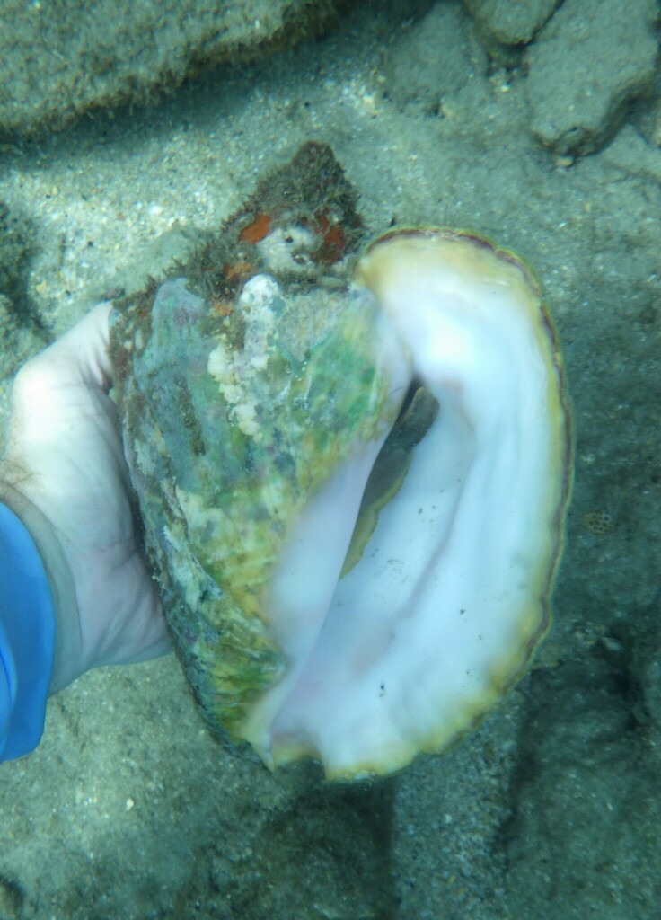 Milk Conch from Palm Beach Shores, FL 33404, USA on June 29, 2024 at 03 ...