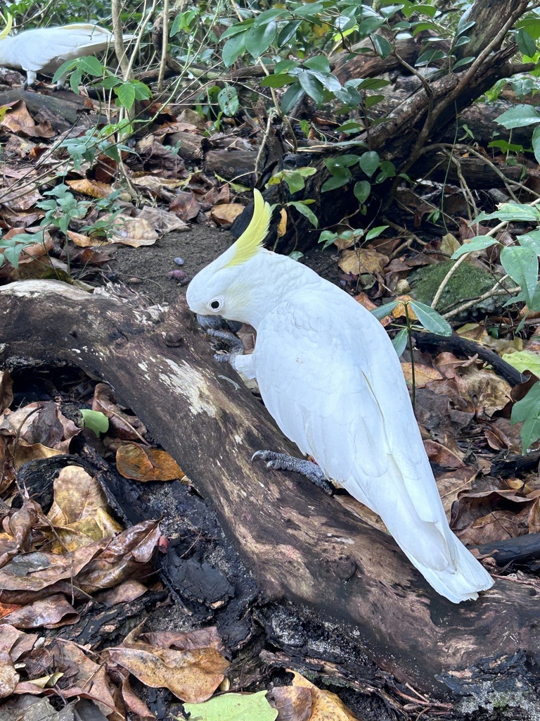 Sulphur-crested Cockatoo from Great Barrier Reef, Fitzroy Island, QLD ...