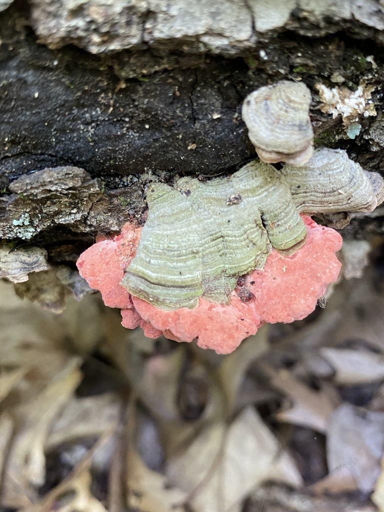 Coral-pink Merulius in August 2024 by Jim Oehmke · iNaturalist
