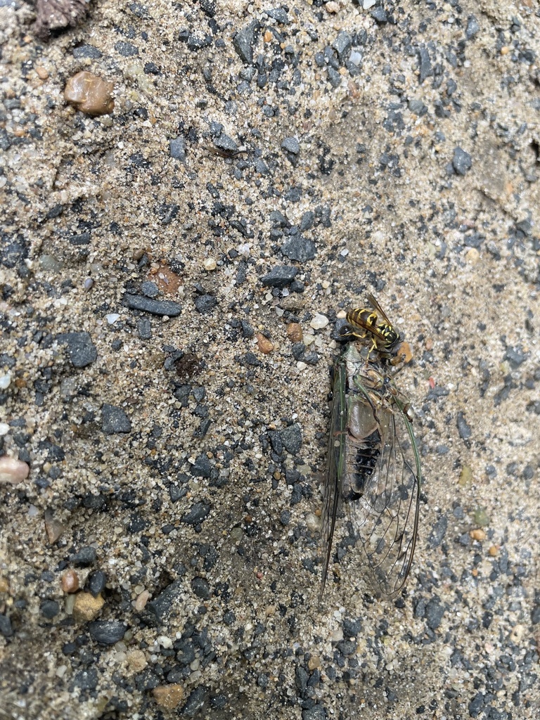 Downy Yellowjacket from Rock Creek Park, Washington, DC, US on August 4 ...