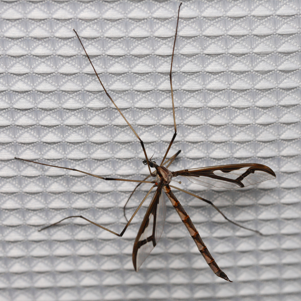 Giant Eastern Crane Fly from Hartland, VT, USA on August 1, 2024 at 10: ...