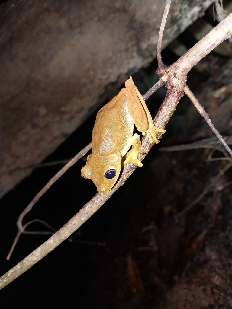 Map Tree Frog from Salazar Village, Trinidad and Tobago on August 2 ...