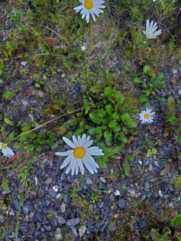 oxeye daisy from Iskut, BC V0J 1K0, Canada on August 4, 2024 at 09:24 ...