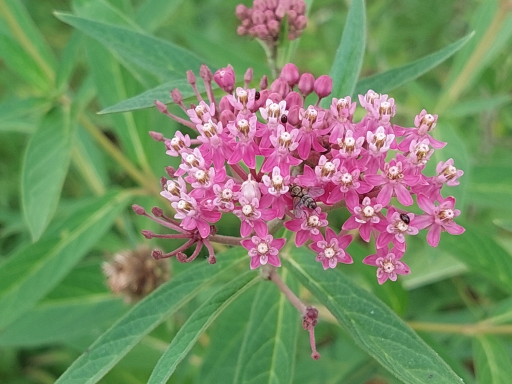 swamp milkweed from Shubenacadie East, NS B0N, Canada on August 4, 2024 ...