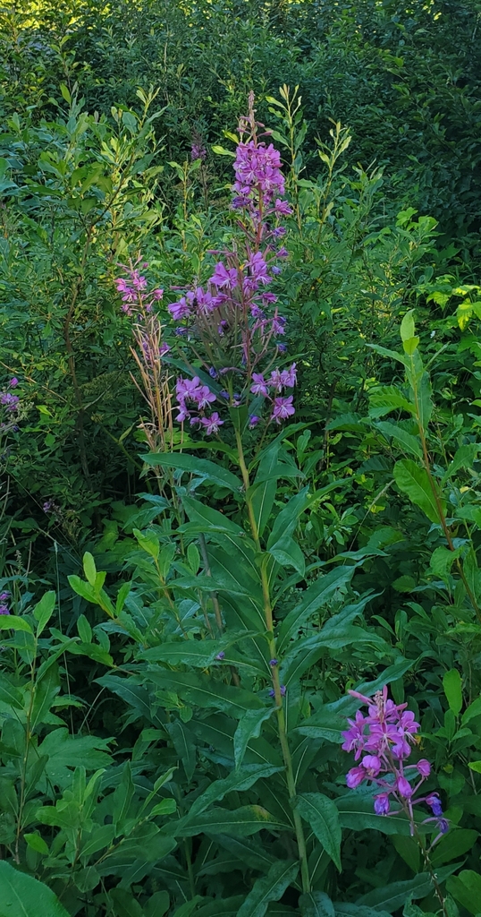 fireweed from Iskut, BC V0J 1K0, Canada on August 4, 2024 at 09:23 AM ...
