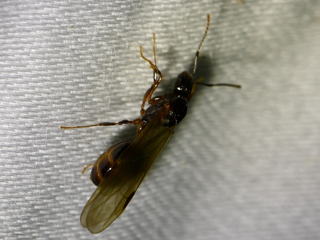 Pitch-black Collared Ant from Tompkins County, NY, USA on August 2 ...