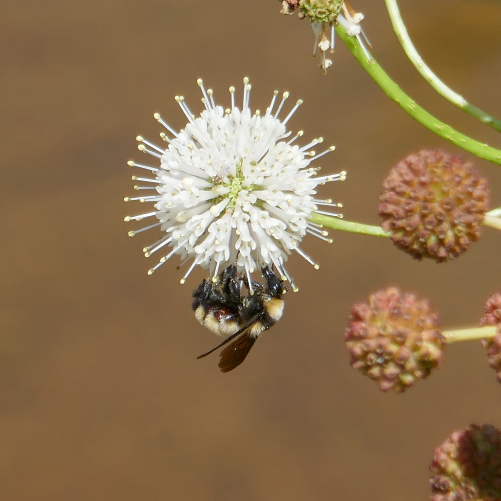 Sonoran Bumble Bee from Catalina Foothills, AZ, USA on August 4, 2024 ...