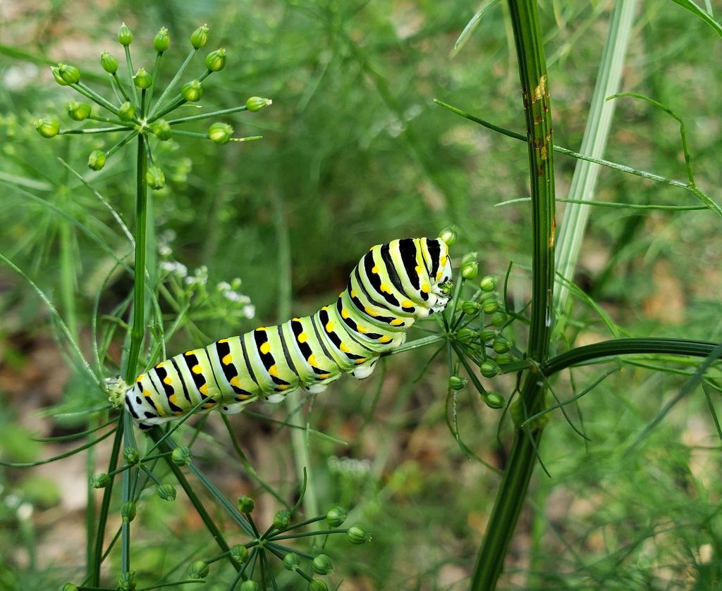 Black Swallowtail (Butterflies of Oakland County, MI) · iNaturalist