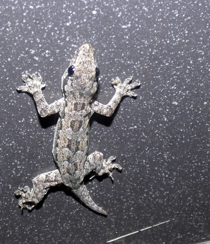 House Geckos from Vientiane, Laos on August 5, 2024 at 05:59 AM by ...