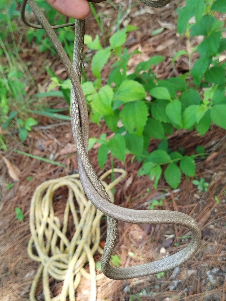 Thornscrub Vine Snake from 30425 Chis., México on August 4, 2024 at 10: ...