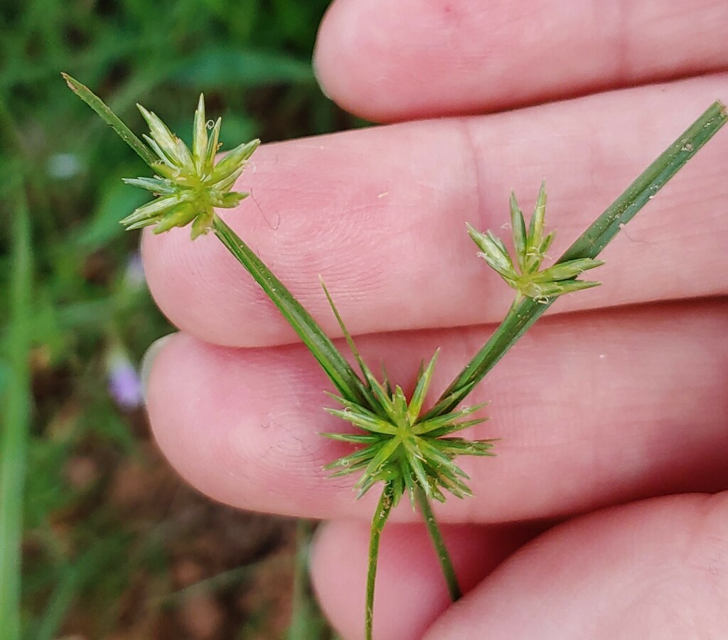 Roundhead Rush from Mountain Park, GA, USA on August 4, 2024 at 07:09 ...