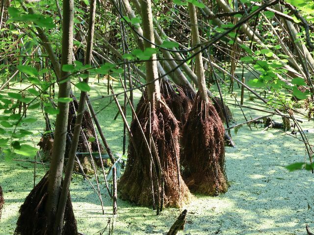 Rusty Willow from Alley Park, Queens, NY, USA on August 1, 2024 at 10: ...