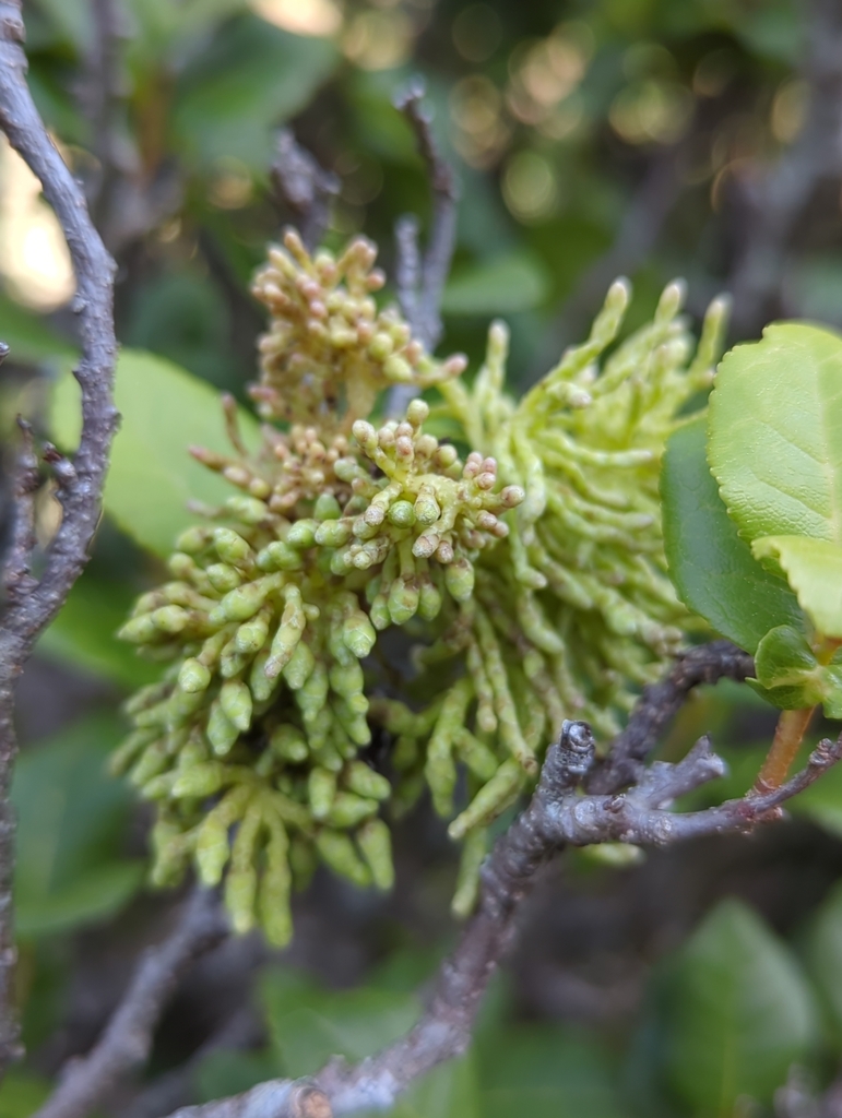 Large-leaved milk tree from Kapiti Coast, NZ-WG, NZ on August 5, 2024 ...