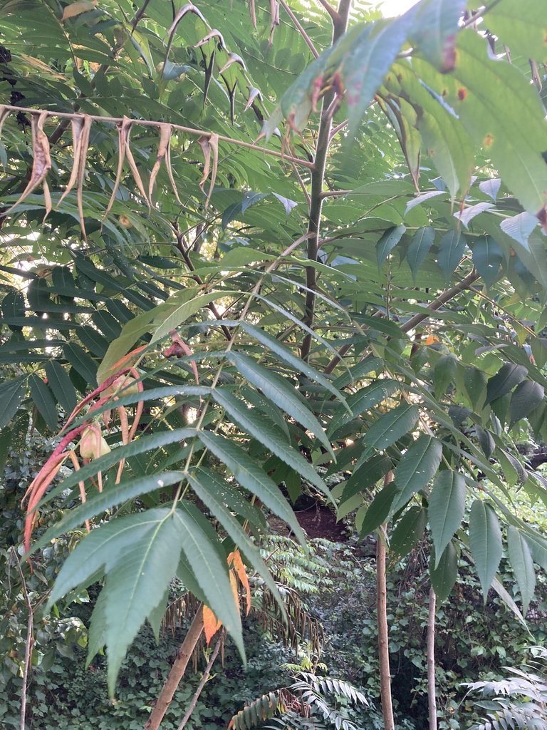 staghorn sumac from Jones Dr, Canonsburg, PA, US on August 4, 2024 at ...