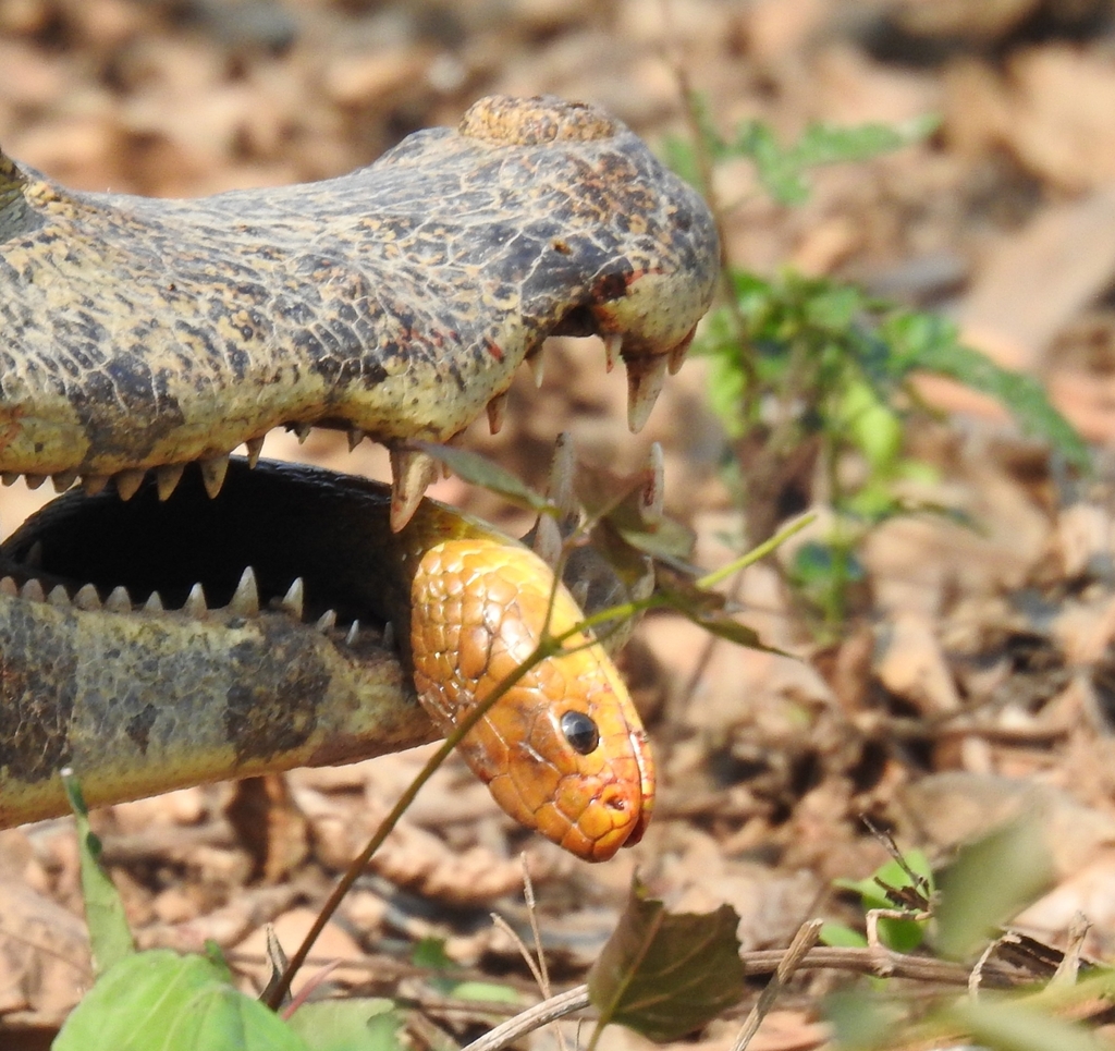 Yellow-tailed Indigo Snake from Santa Rosa, Bolivia on August 2, 2024 ...