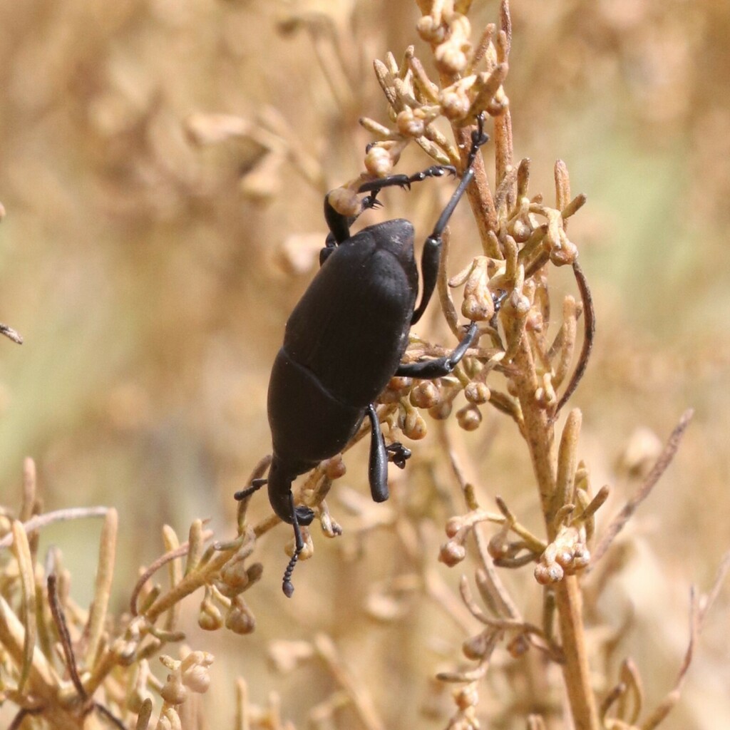 Cactus Weevil from La Jolla, San Diego, CA, USA on August 4, 2024 at 02 ...
