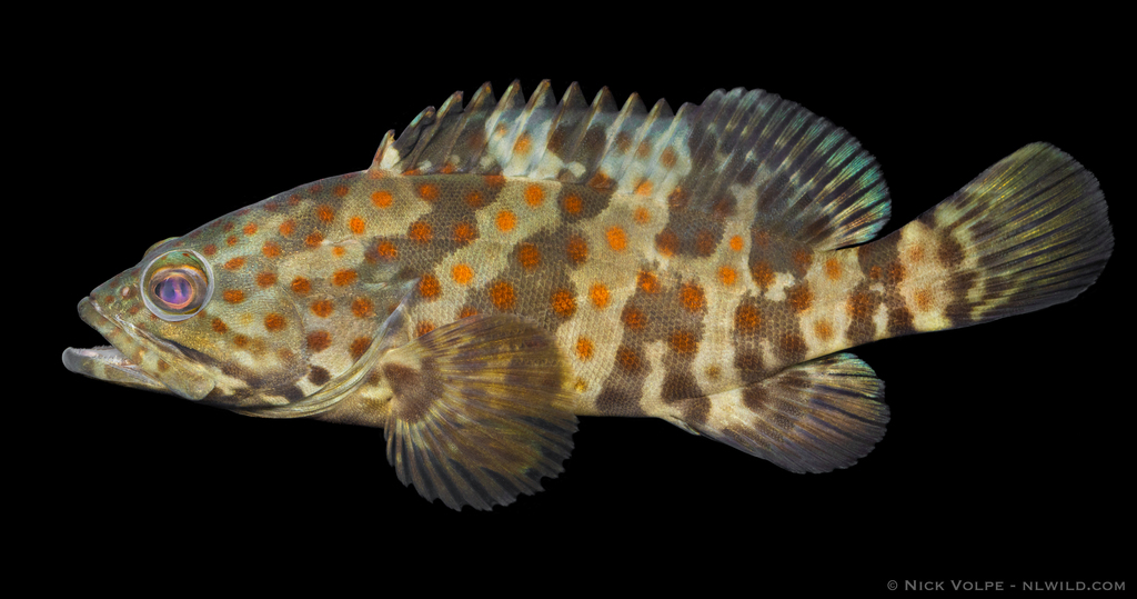 Goldspotted Rockcod in August 2024 by Nick Volpe · iNaturalist