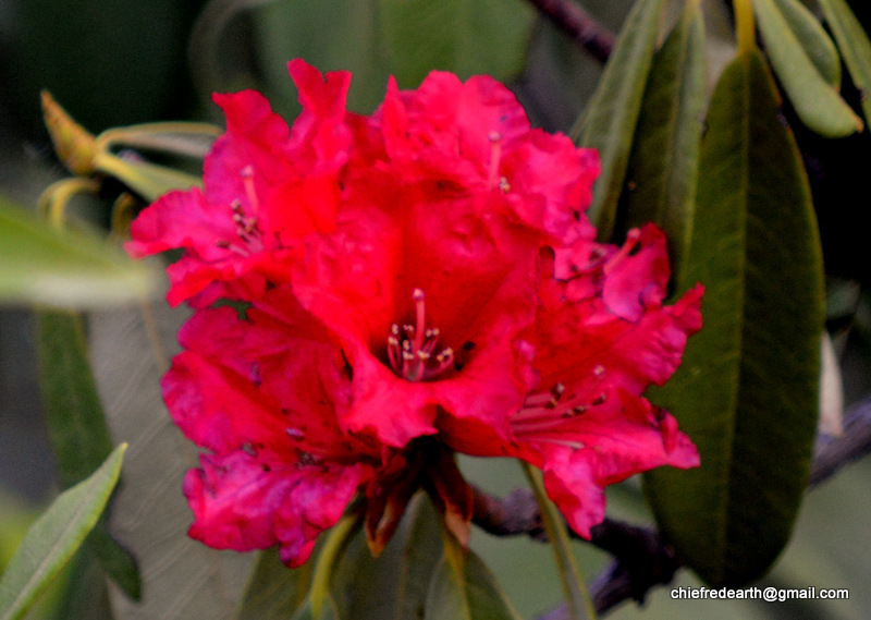 Tree Rhododendron from Joshimath, Uttarakhand 246443, India on May 9 ...