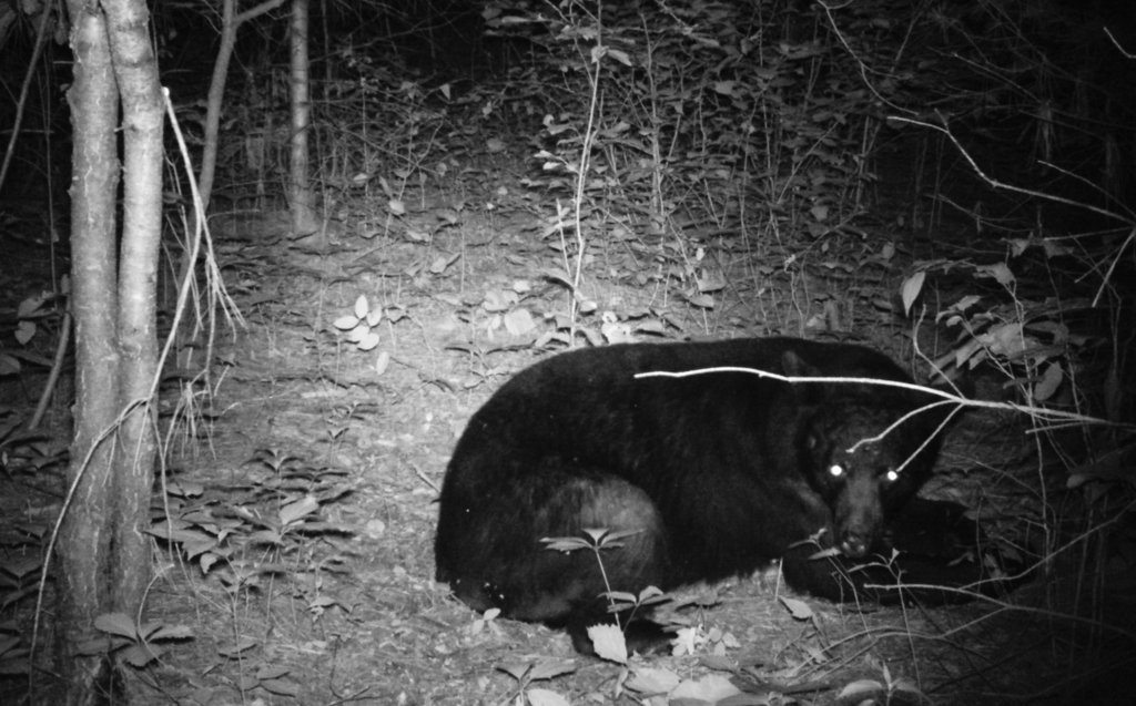 American Black Bear from Orrock Township, MN, USA on July 1, 2024 at 11 ...