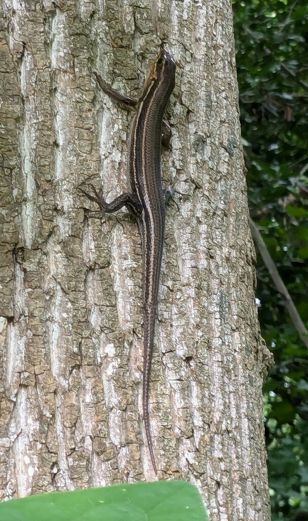 Broad-headed Skink from Pitt County, NC, USA on August 04, 2024 at 02: ...