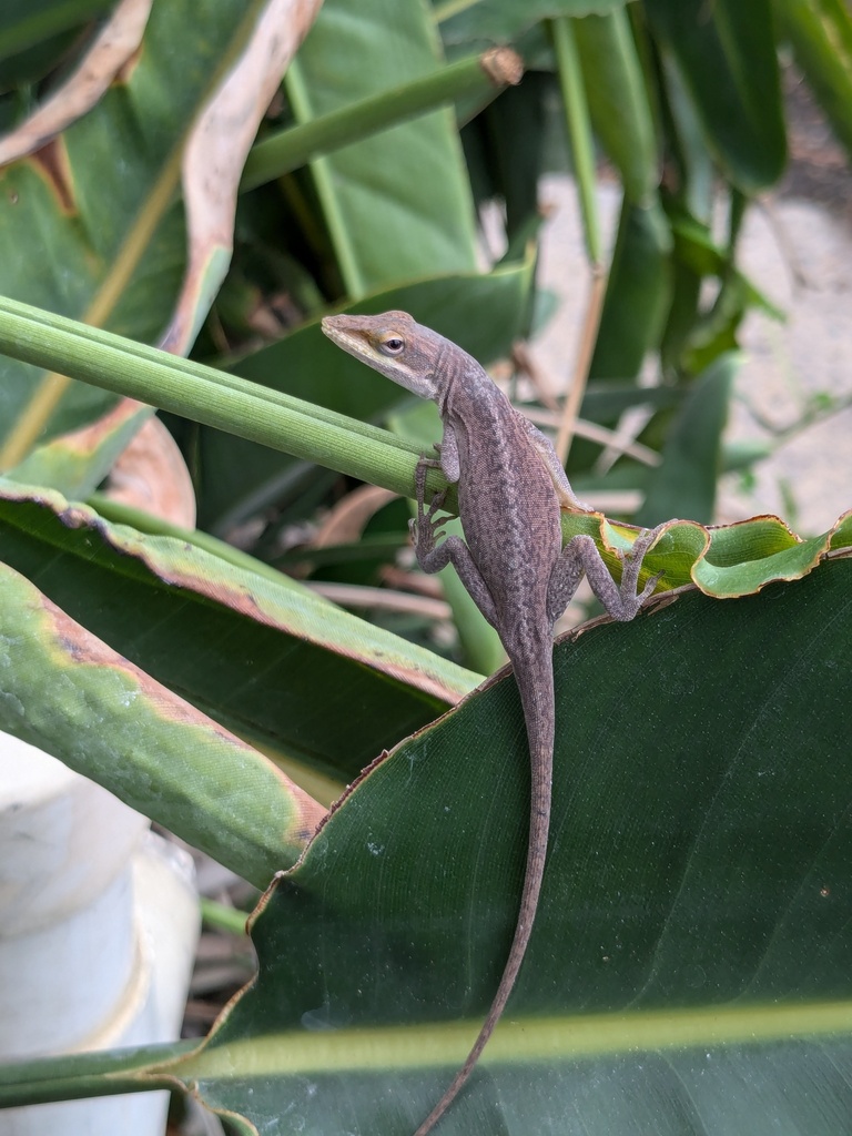 Green Anole from Winterville, NC, USA on August 4, 2024 at 04:06 PM by ...