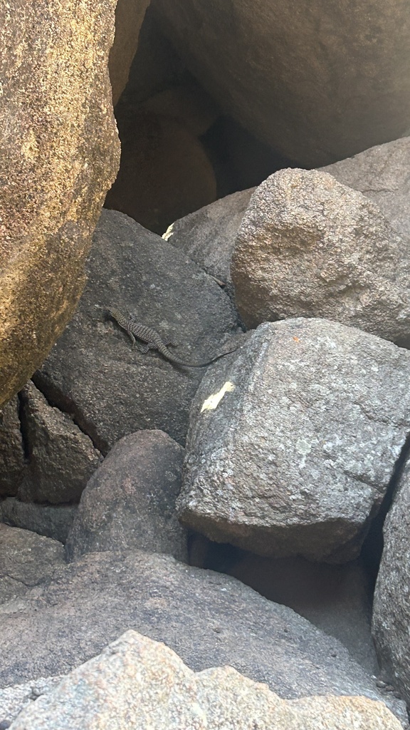 Freckled Monitor from Cleveland Bay, Cape Cleveland, QLD, AU on August ...