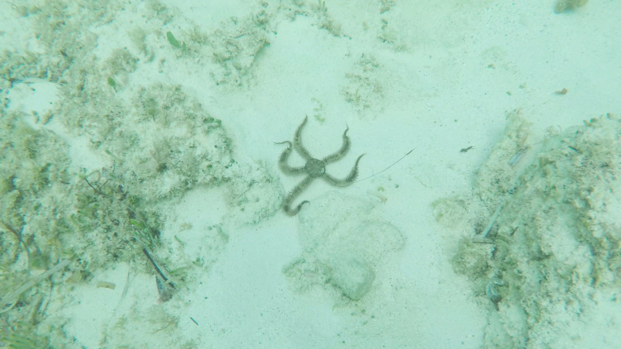 Ophiocoma echinata (Lamarck, 1816)
