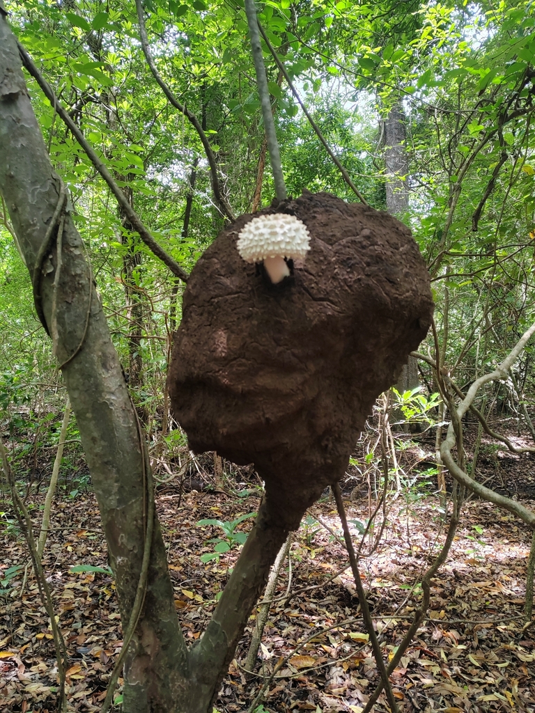 Agaricus termitophilus from Santa Elena, Provincia de Guanacaste, La ...