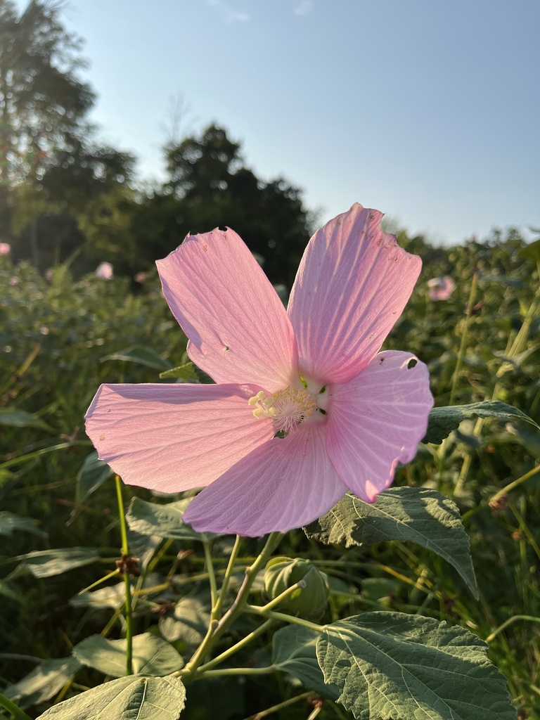 swamp rose mallow from Headlands Beach State Park, Mentor, OH, US on ...