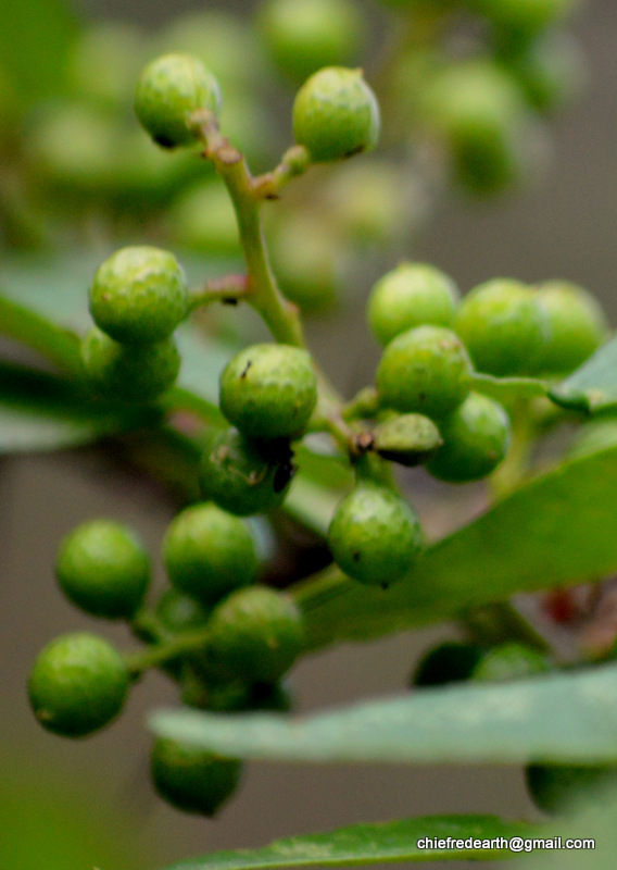 Timur (Flora of Chandragiri) · iNaturalist