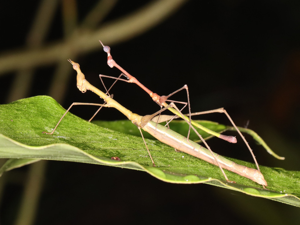 Apioscelis from Leticia, Amazonas, Colombia on July 20, 2024 at 09:49 ...