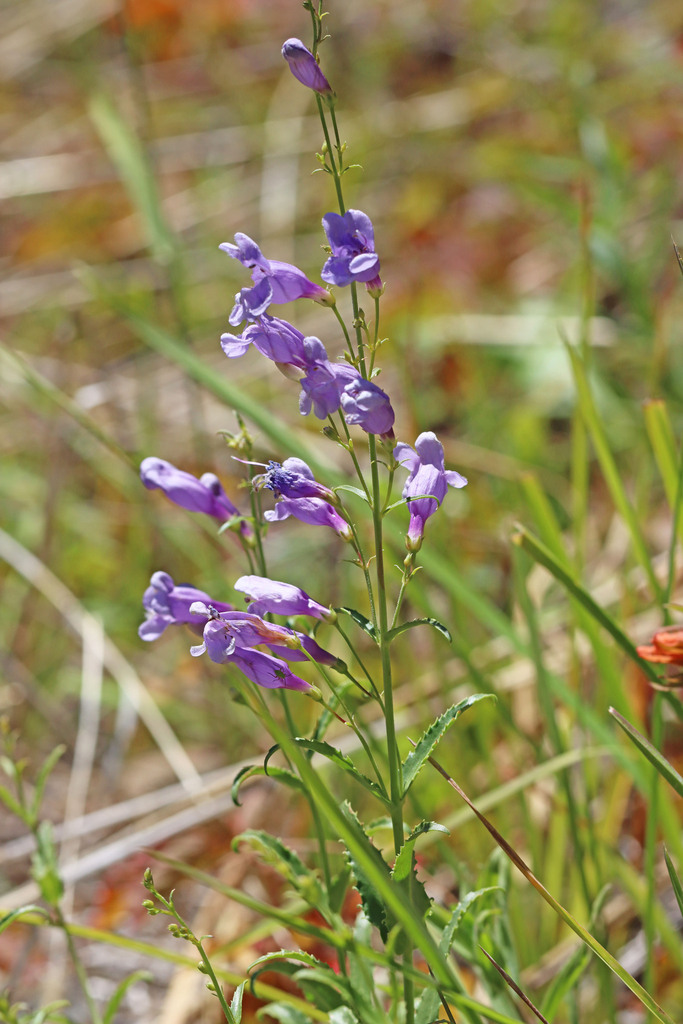 Venus Penstemon from Garfield County, WA, USA on June 23, 2024 at 01:13 ...