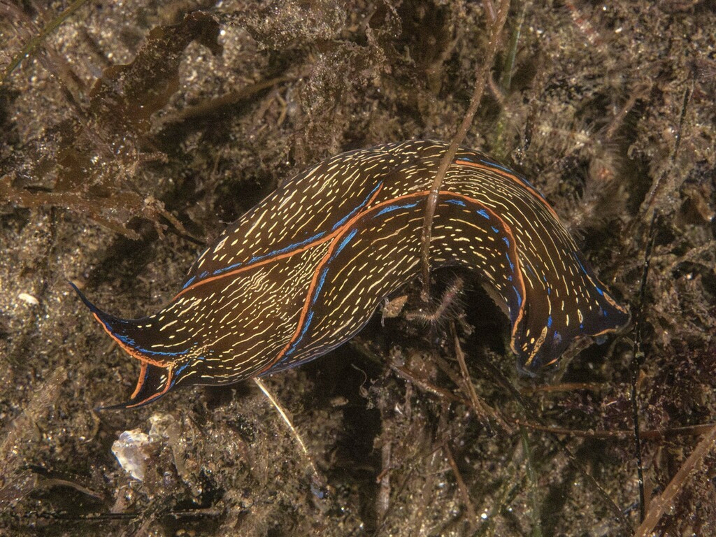 California Aglaja from Los Angeles County, CA, USA on August 1, 2024 at ...