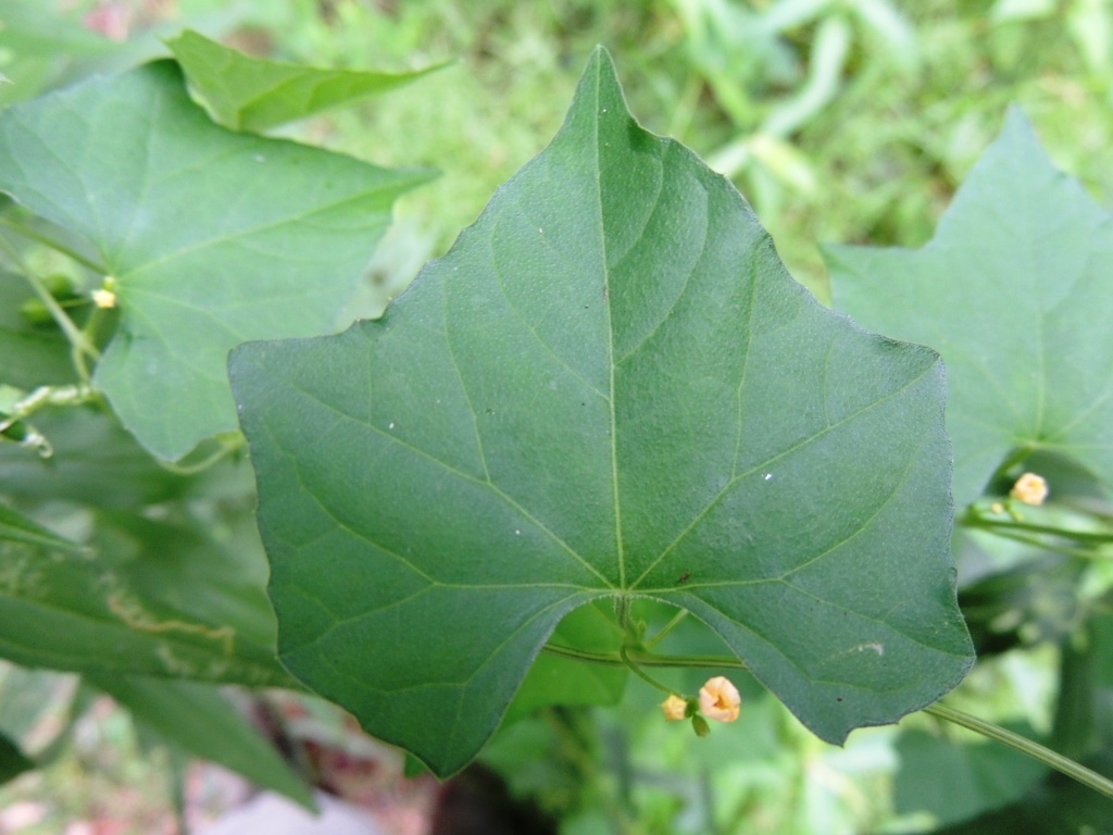 Creeping cucumber (Plants of Dallas/Fort Worth) · iNaturalist
