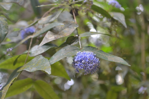 Memecylon terminale · iNaturalist