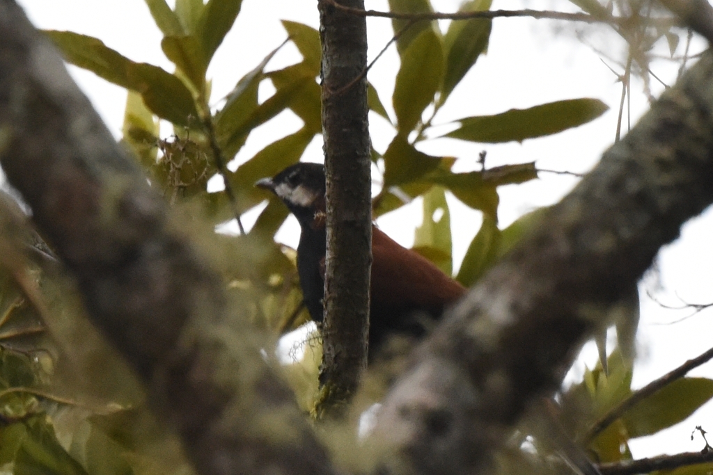 White-eared Solitaire from Satipo Province, Peru on July 8, 2024 at 06: ...