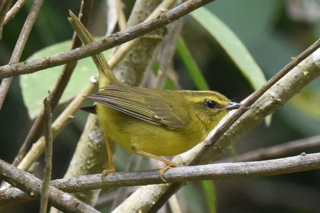 Cuzco Warbler from Satipo Province, Peru on July 08, 2024 at 10:58 AM ...
