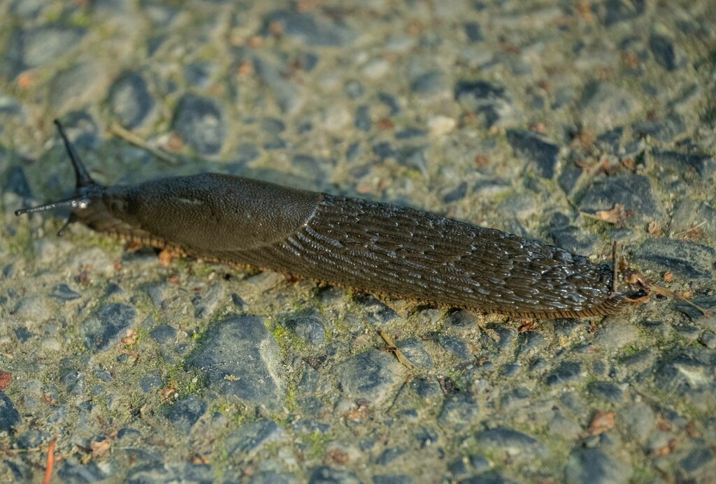 Arion Slugs from Burnaby, BC, Canada on August 2, 2024 at 08:18 AM by ...