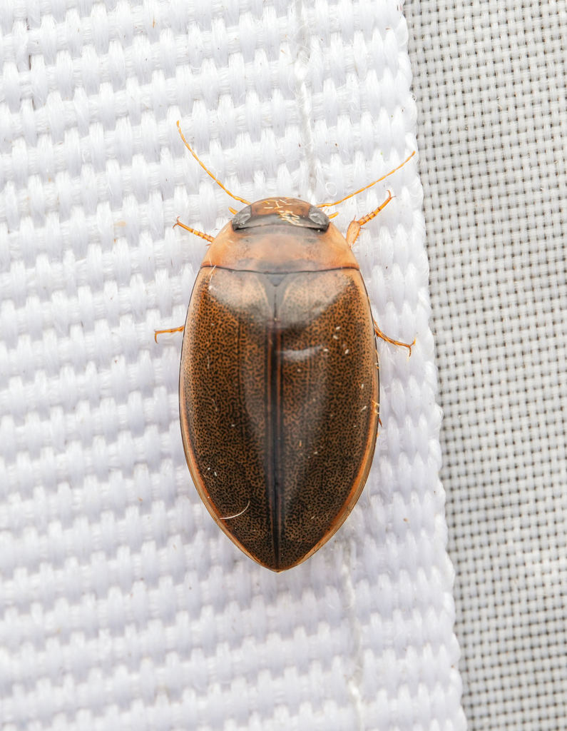 Hydaticus rhantoides from 中国广西壮族自治区崇左市龙州县 on April 14, 2024 at 11:21 PM ...