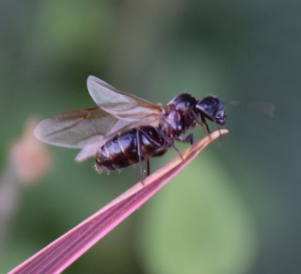 Carpenter Ants, Typical Sugar Ants and Allies from West Bellevue ...