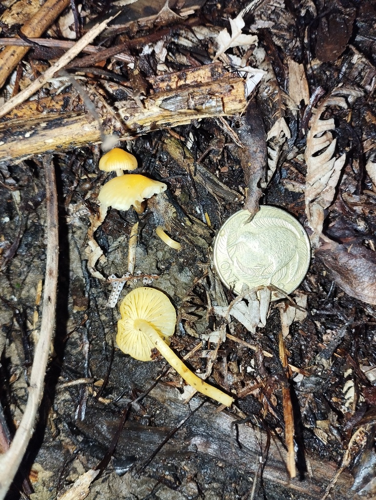 Cuphophyllus aurantiopallens from Ōtari Wilton’s Bush on August 4, 2024 ...