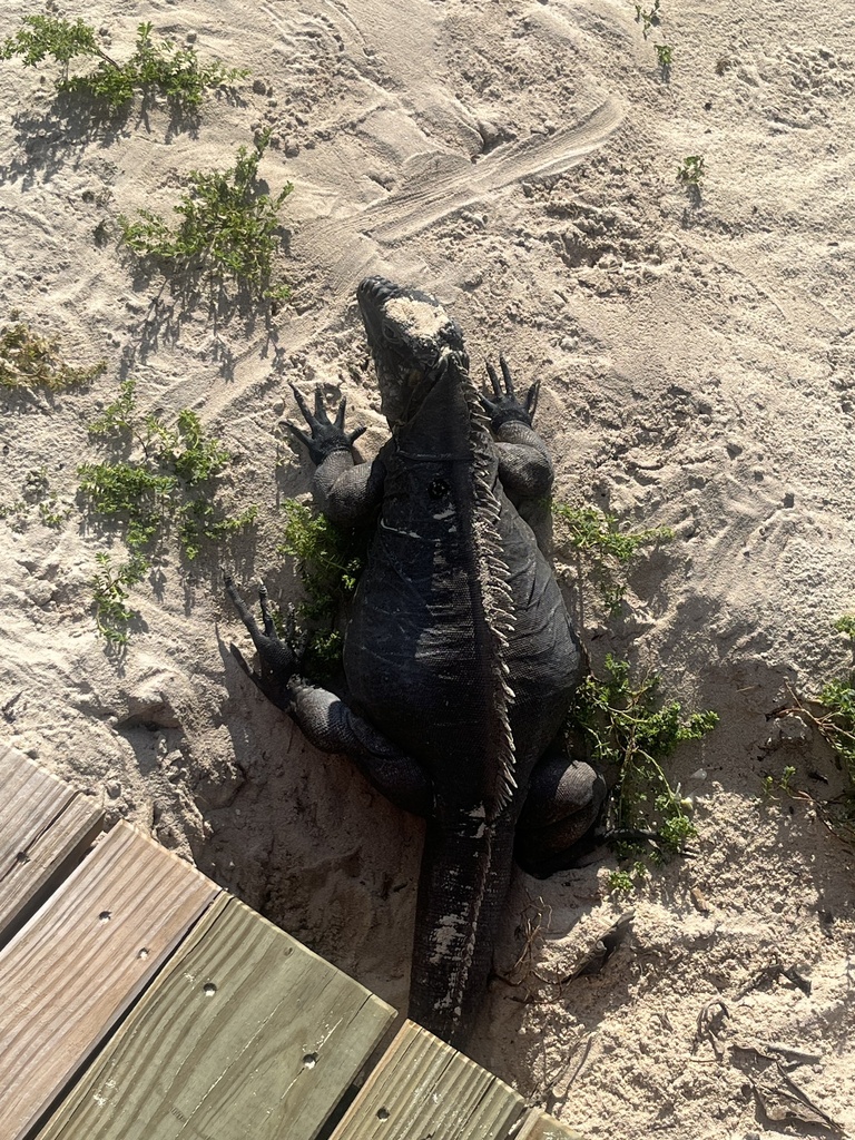 Cuban Ground Iguana in January 2024 by Jessica Peters · iNaturalist