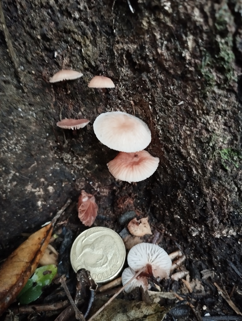 Marasmiineae from Ōtari Wilton’s Bush on August 4, 2024 at 10:30 AM by ...
