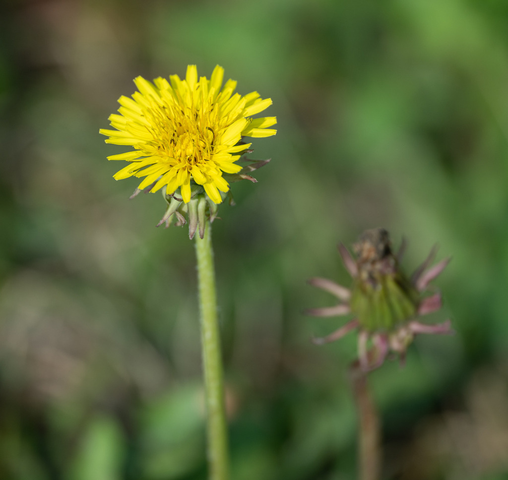 common dandelion from Burnaby, BC, Canada on August 2, 2024 at 09:26 AM ...
