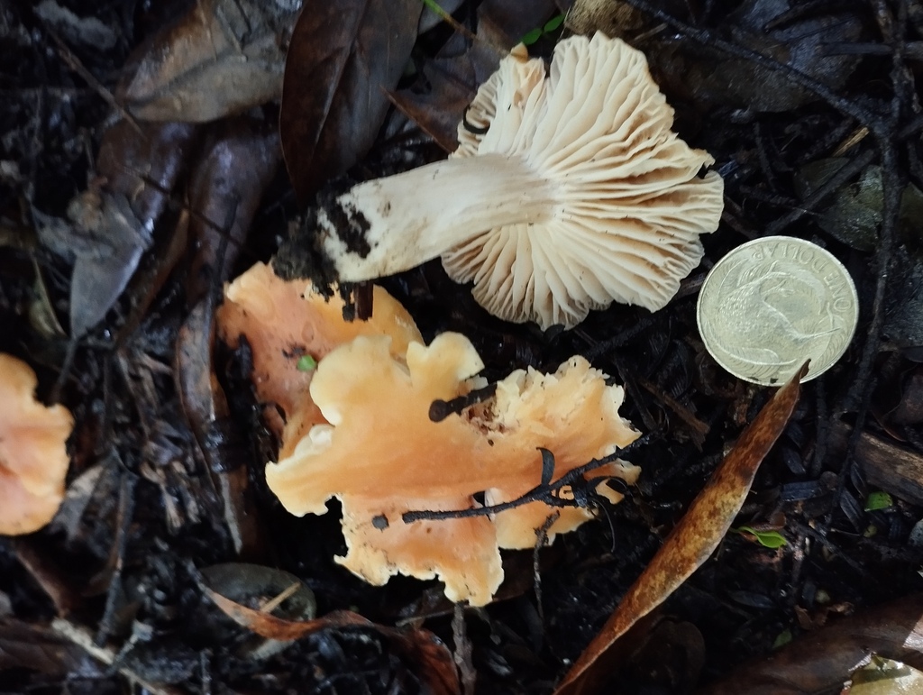 Cuphophyllus austropratensis from Ōtari Wilton’s Bush on August 4, 2024 ...