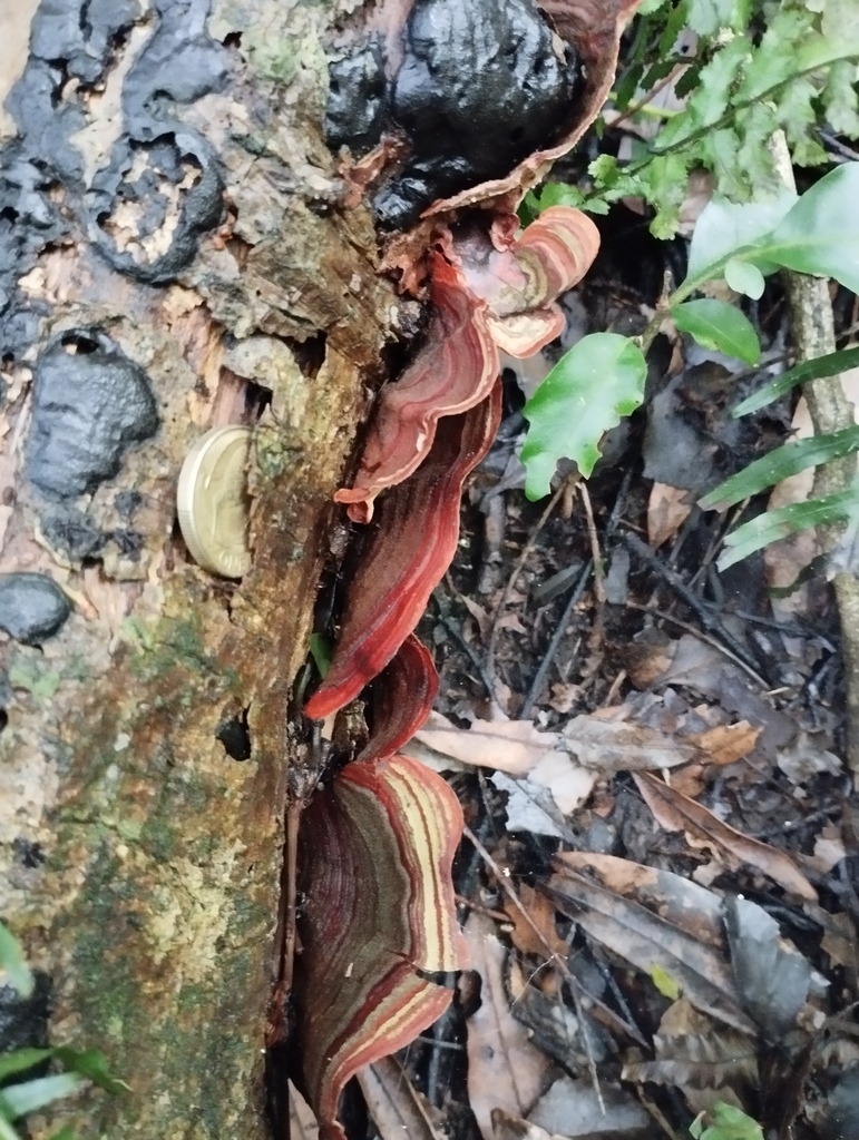 False Turkey-Tail from Ōtari Wilton’s Bush on August 4, 2024 at 10:56 ...