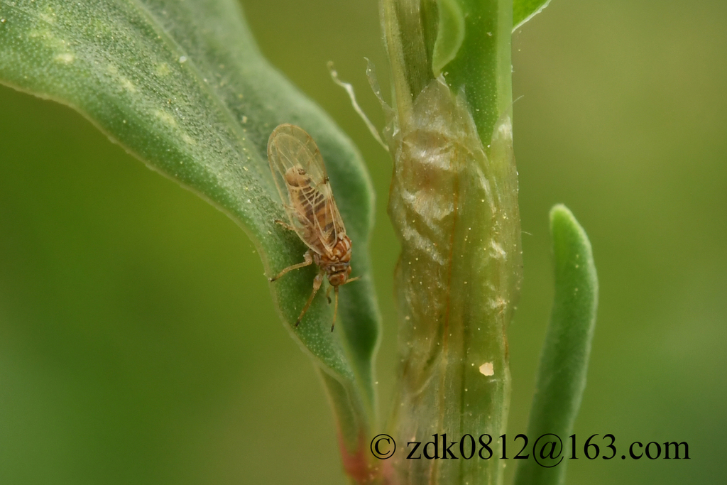 Aphalara polygoni from 中国河南省商丘市睢阳区 on August 4, 2024 at 11:22 AM by ...