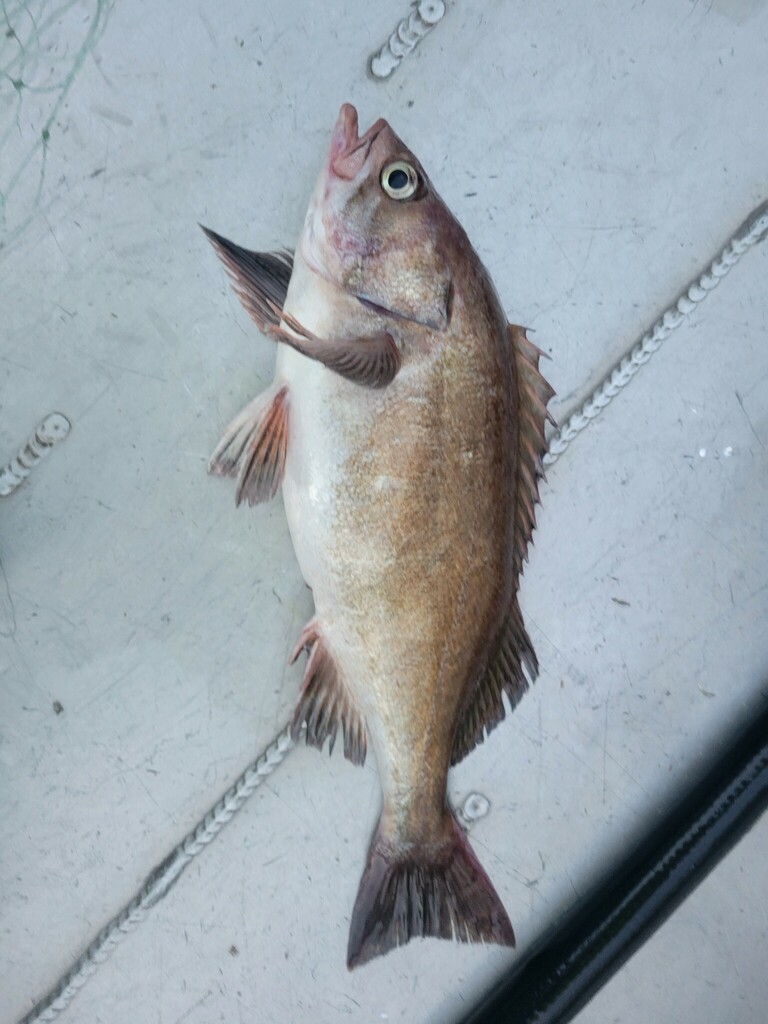 Widow Rockfish from Chugach, AK, USA on June 14, 2024 at 10:50 PM by ...